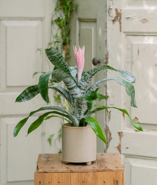 Bloom Creative - Produtos